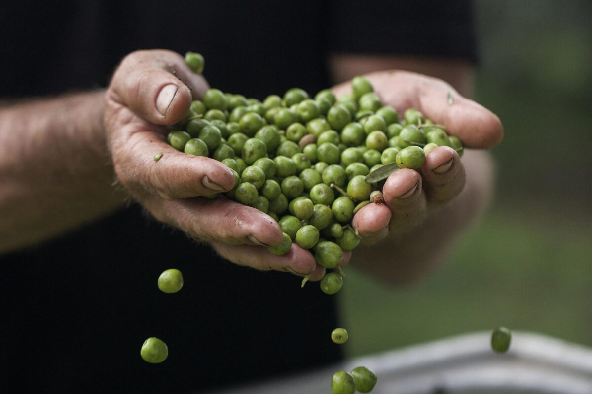 55,000 trees producing premium Australian Extra Virgin Olive Oil